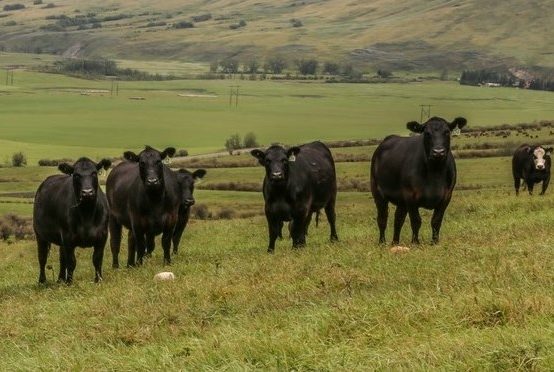 Birch Hill to sell animal nutrition supplier Hi-Pro Feeds to Nutreco ...