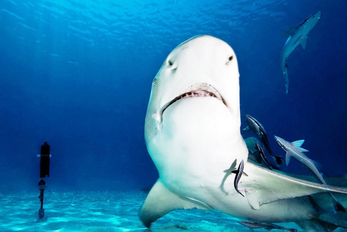 Cuna del Mar-owned InnovaSea acquires Amirix Systems | PE Hub