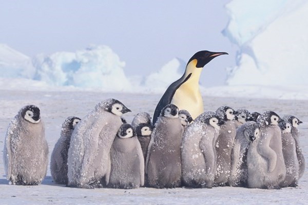 Marlin Equity's AppRiver buys Roaring Penguin Software | PE Hub