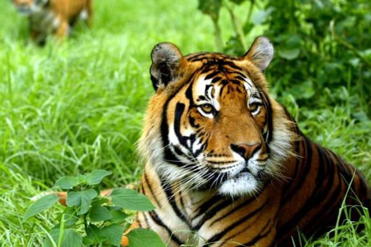 Tigertail Capital Partners launches, unveils initial platform ...